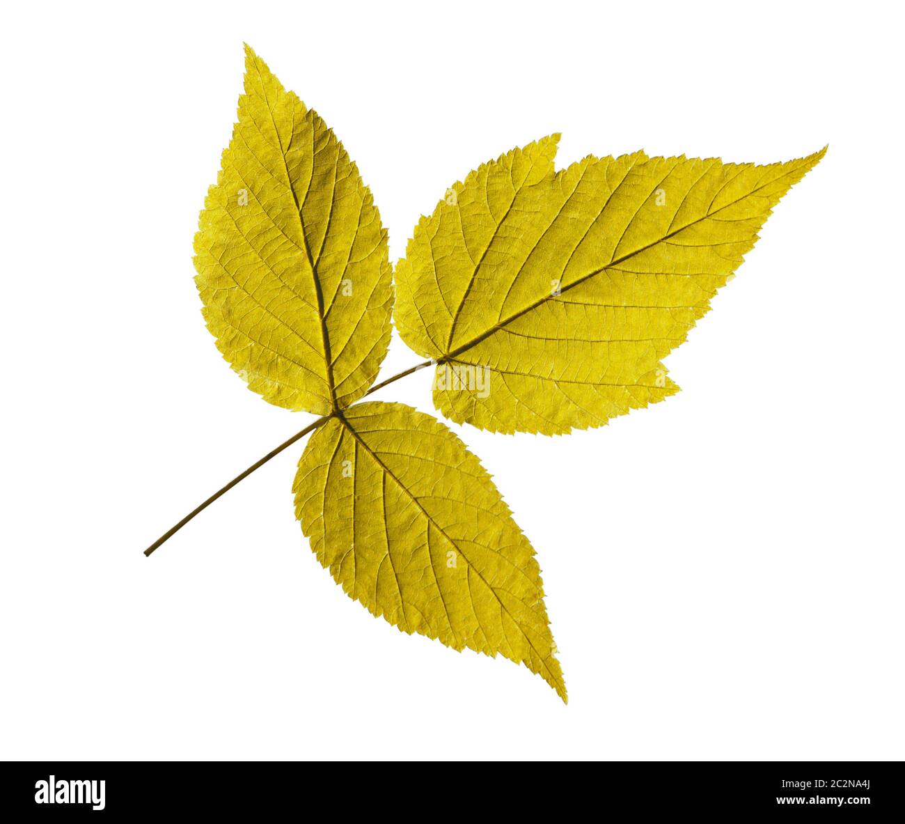 ash leaf isolated on white background Stock Photo - Alamy