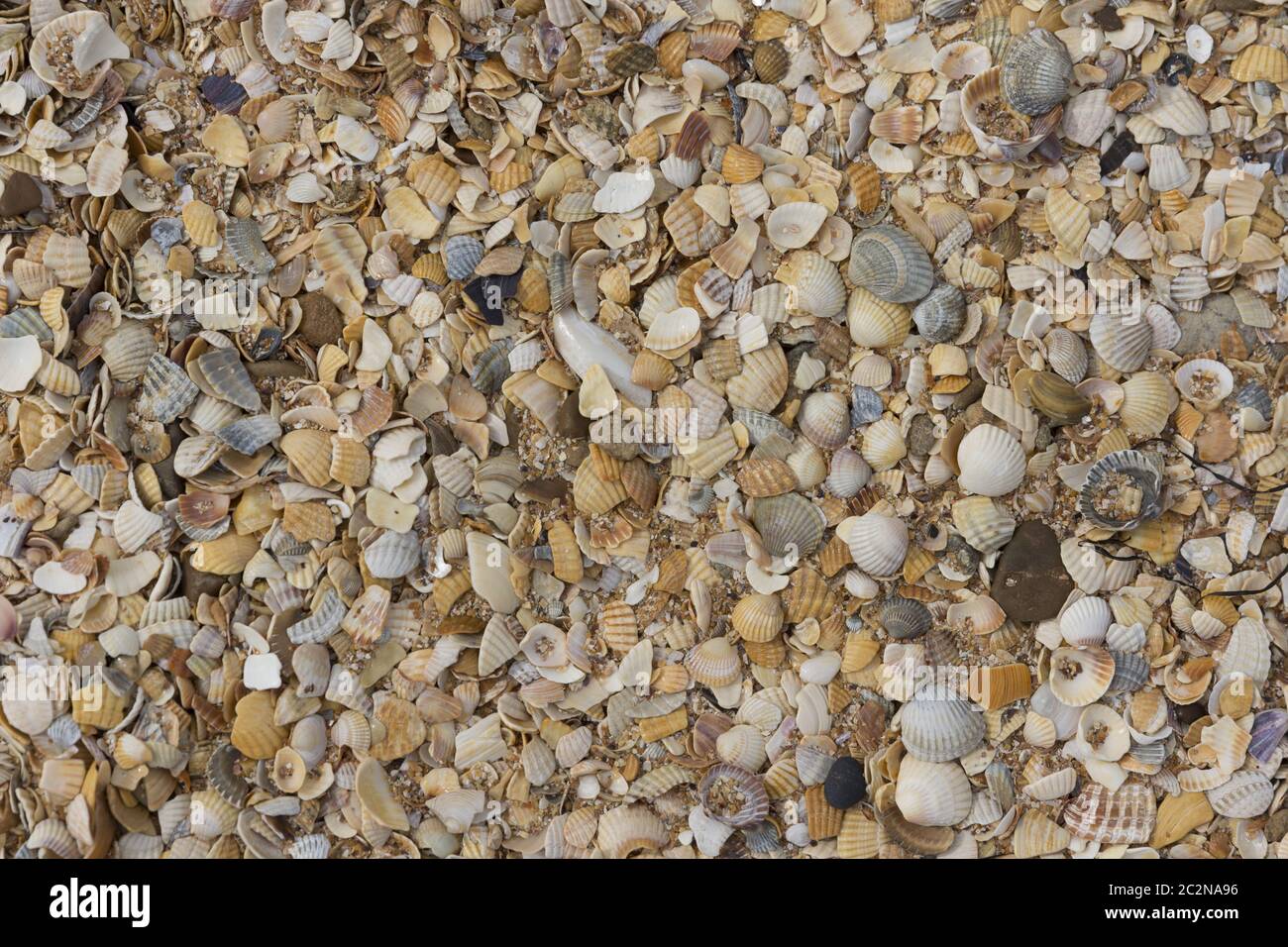 sea shells background Stock Photo - Alamy