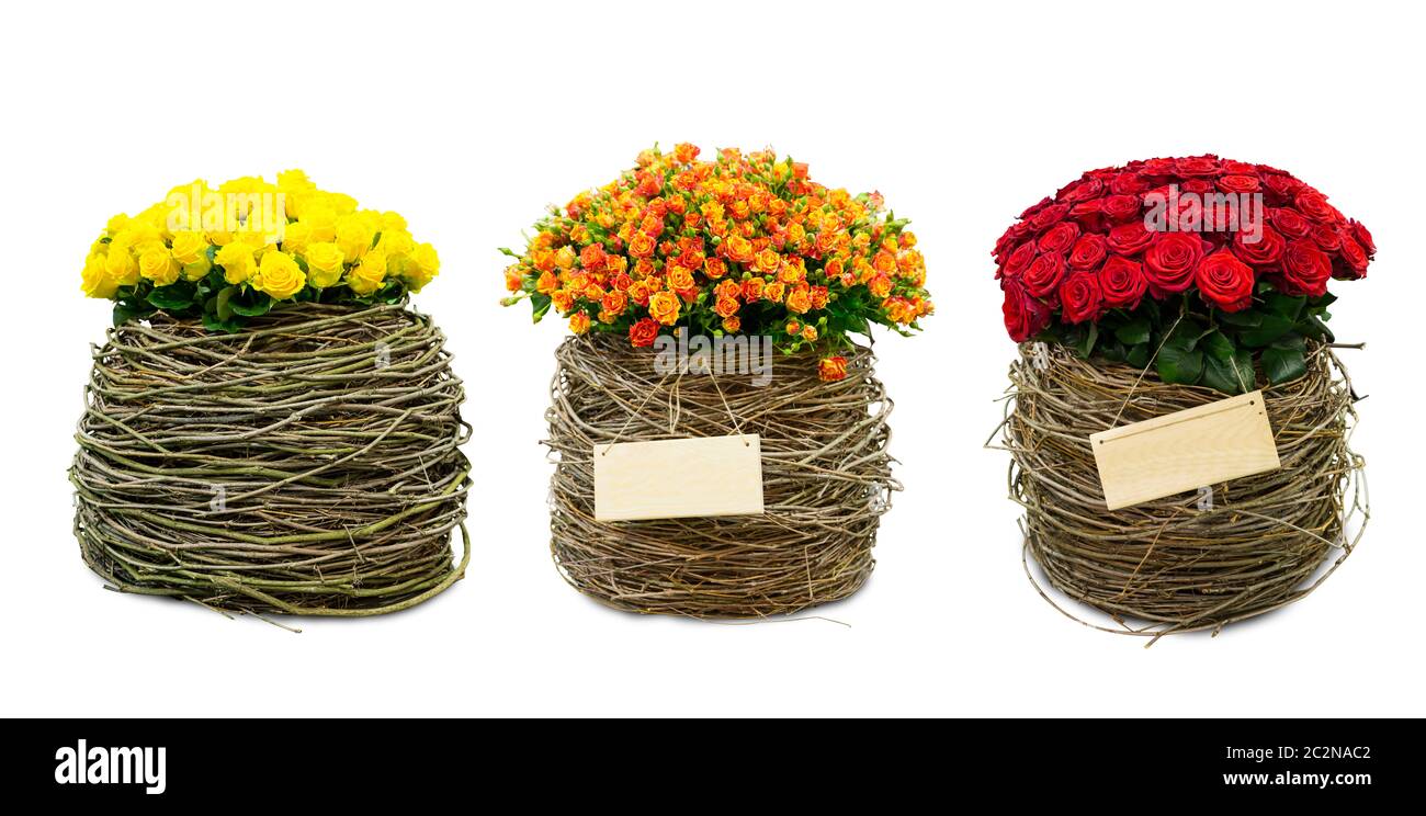 Three bouquets of roses rounded in vine isolated on white background ...