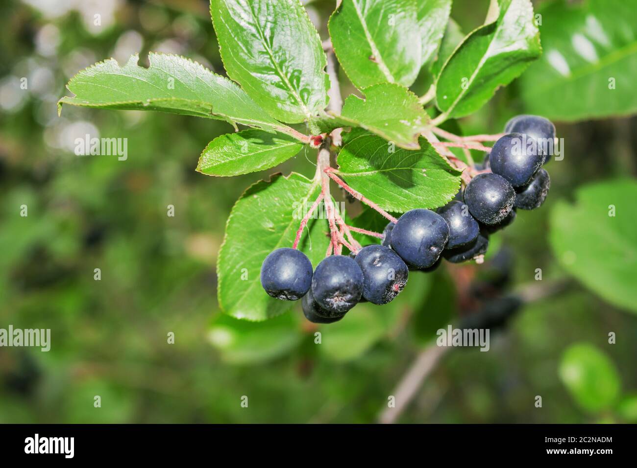 Fruits of Aronia Stock Photo - Alamy
