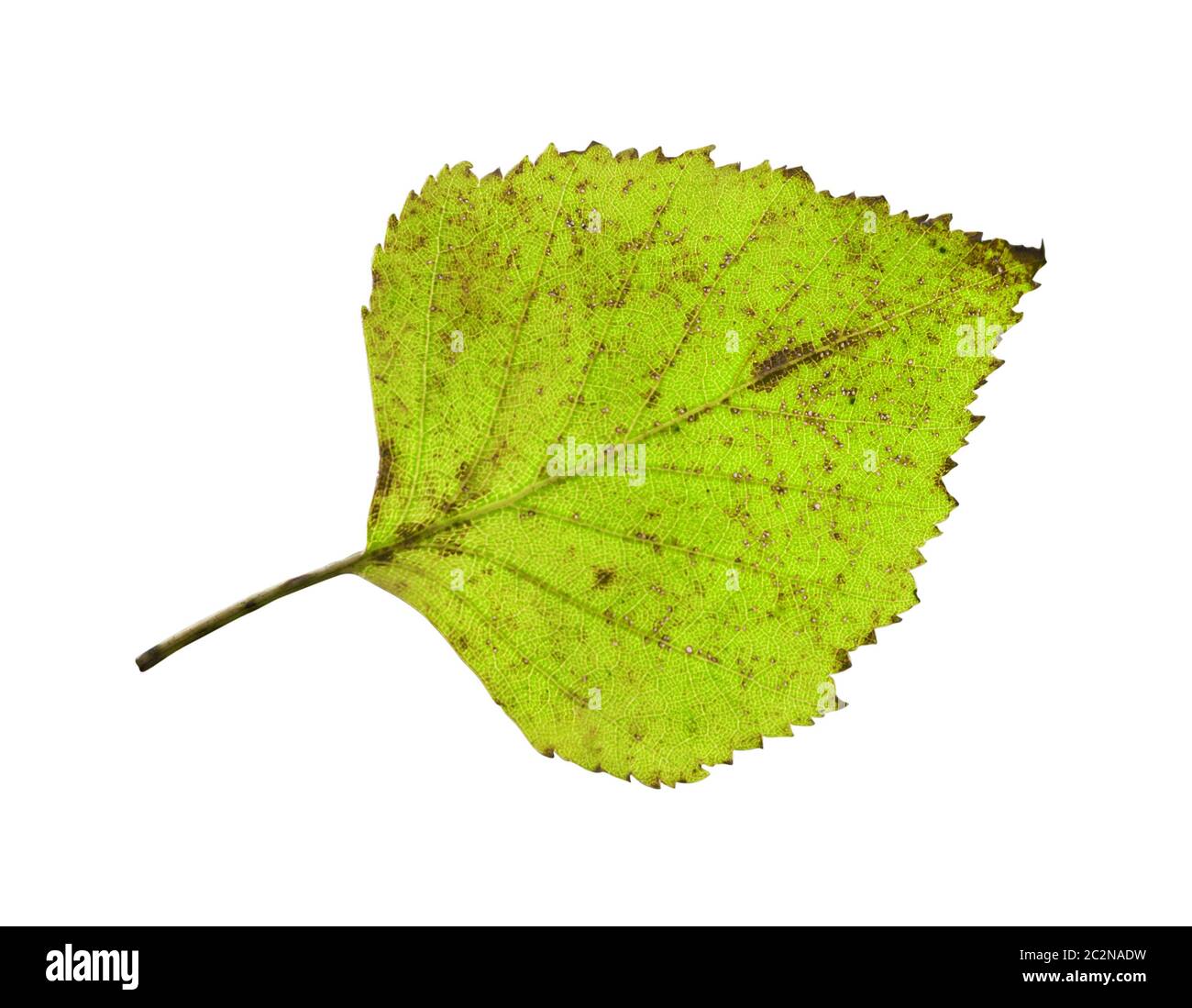 Birch texture free Cut Out Stock Images & Pictures - Alamy