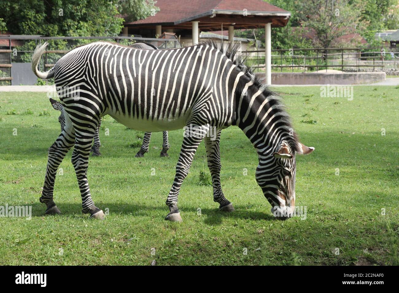 Beautiful zebra grazing Stock Photo - Alamy