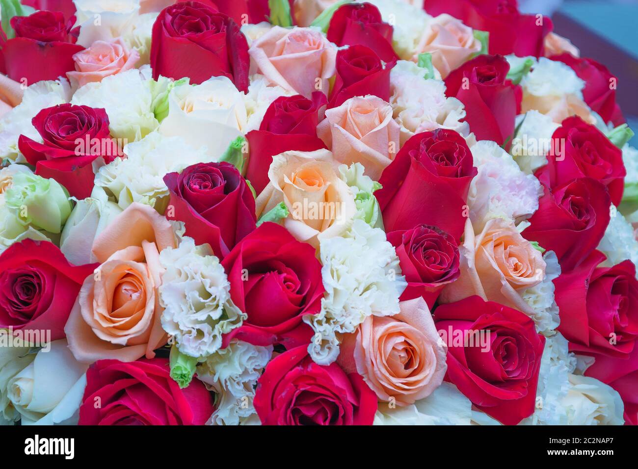 Lush roses hi-res stock photography and images - Alamy