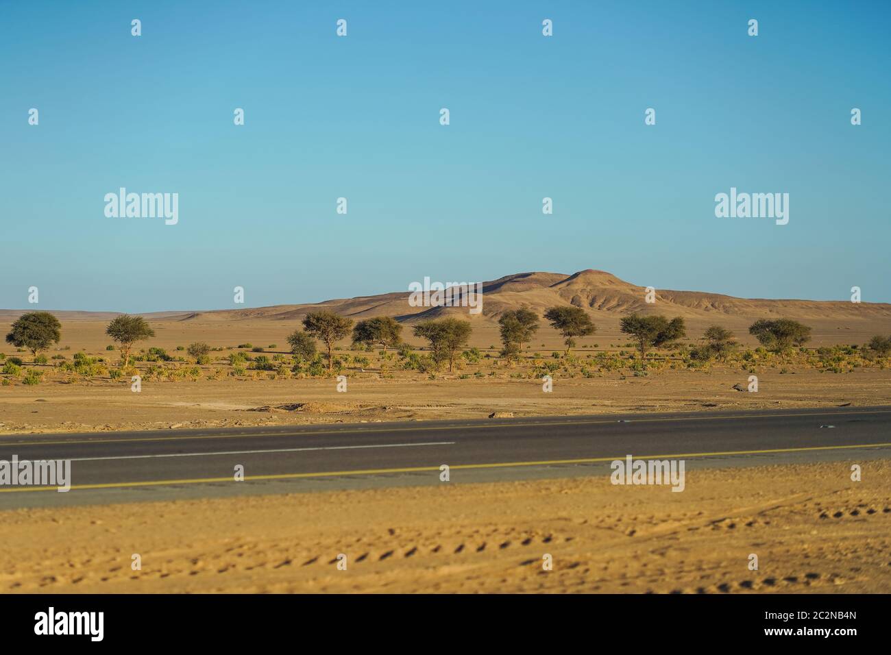beautiful desert trees in arid desert area in northern Saudi Arabia ...