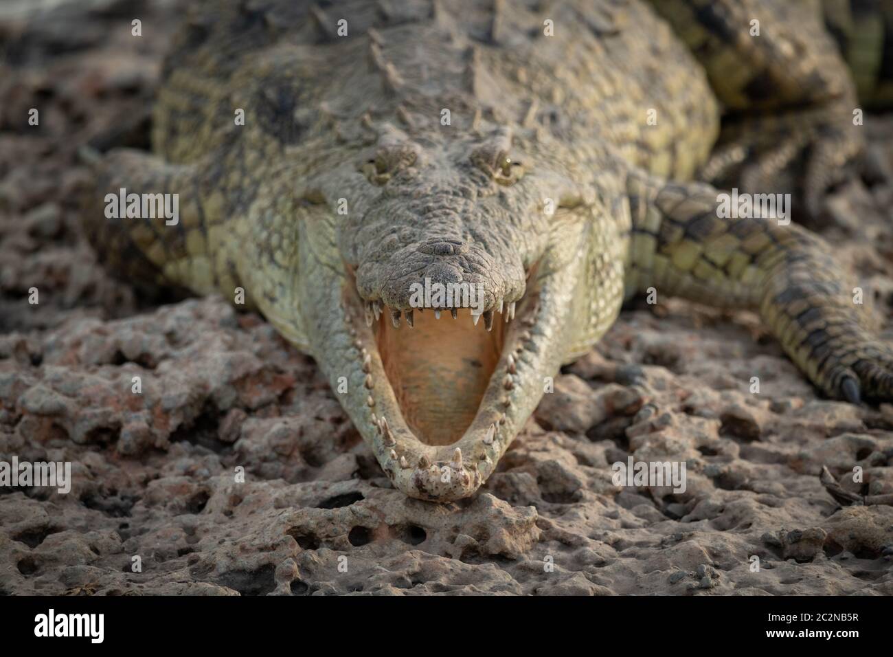 Crocodile mouth wide open hi-res stock photography and images - Alamy