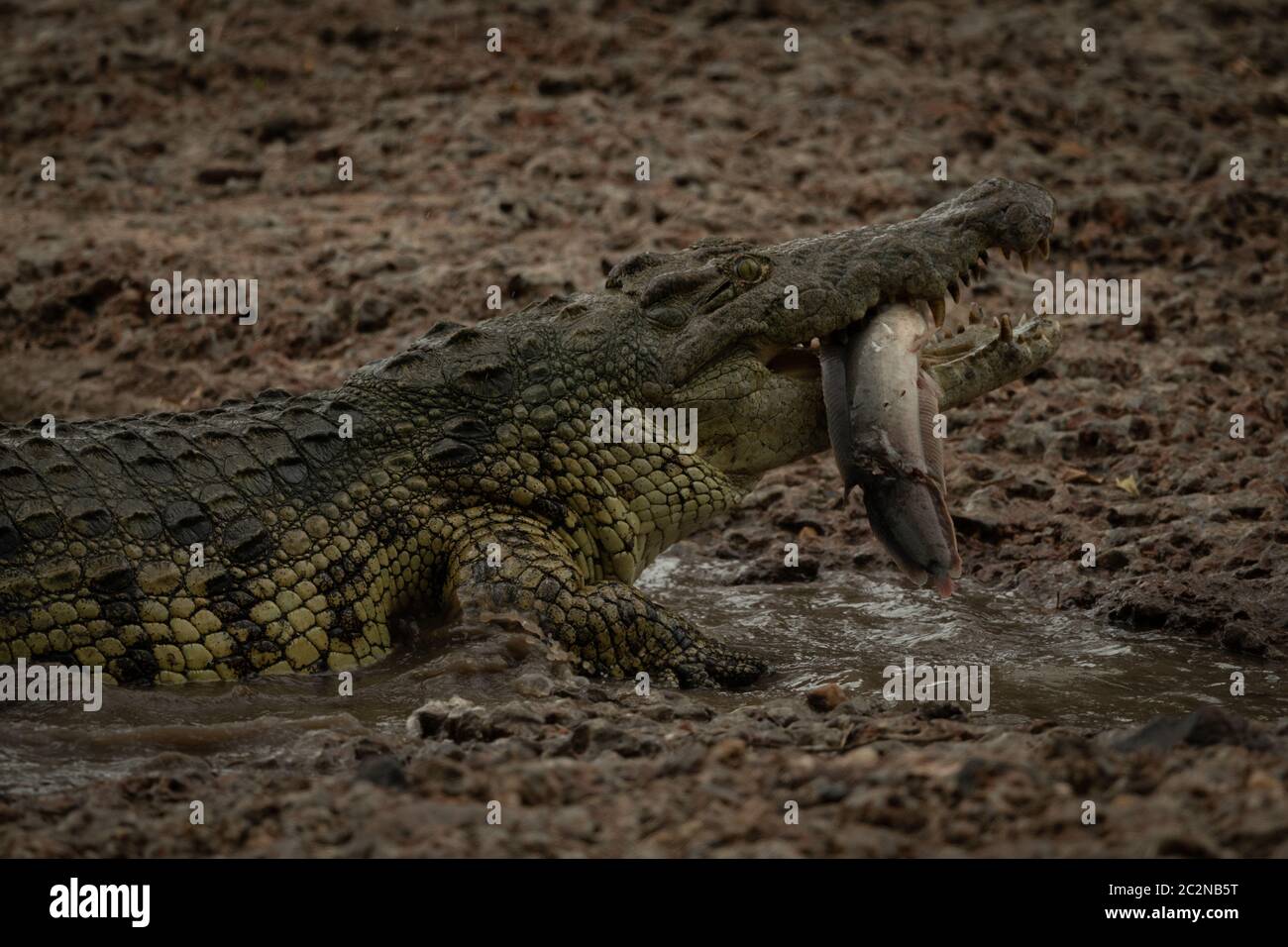 Chewing fish hi-res stock photography and images - Alamy