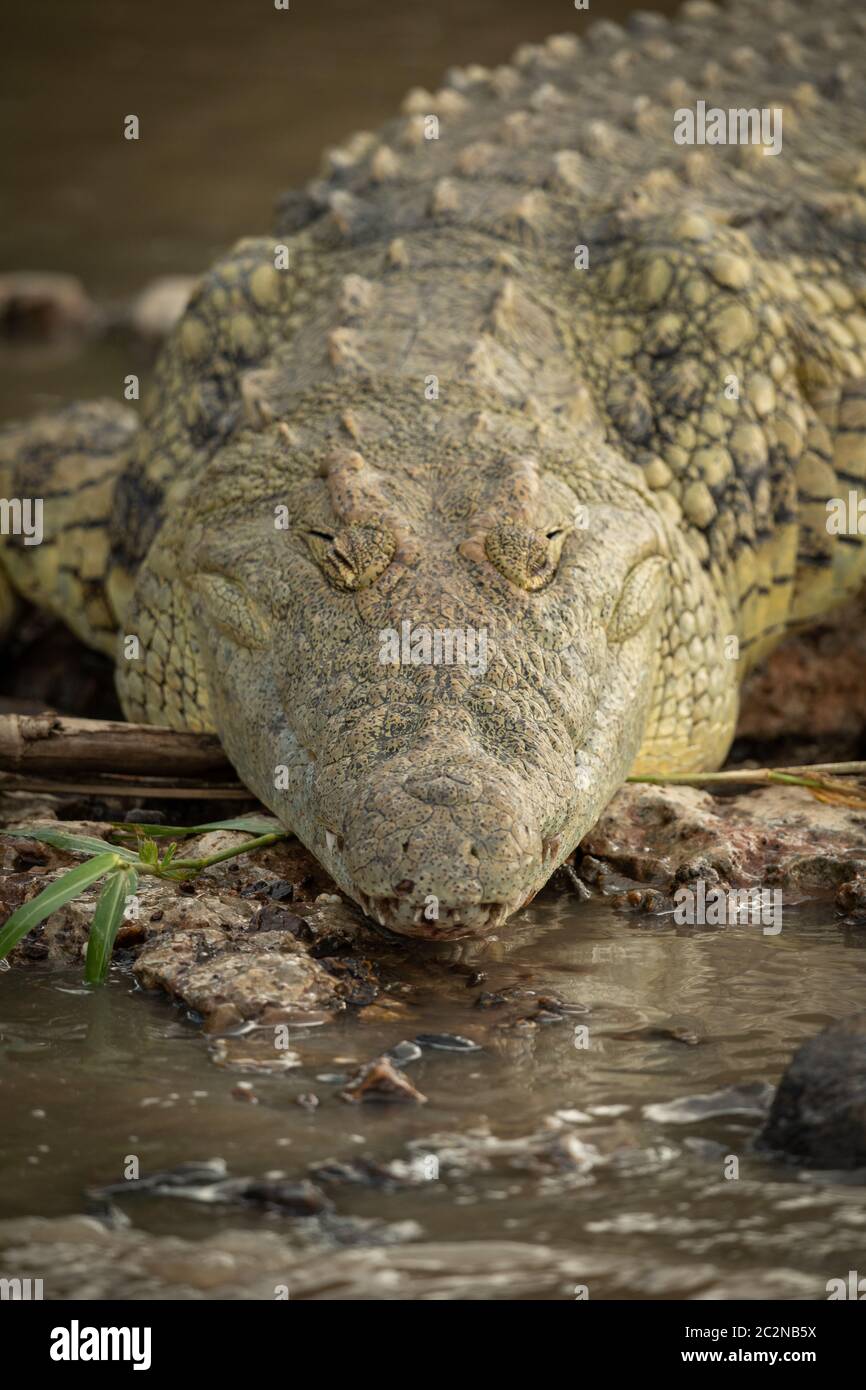 Close-up of Nile crocodile lying on riverbank Stock Photo - Alamy