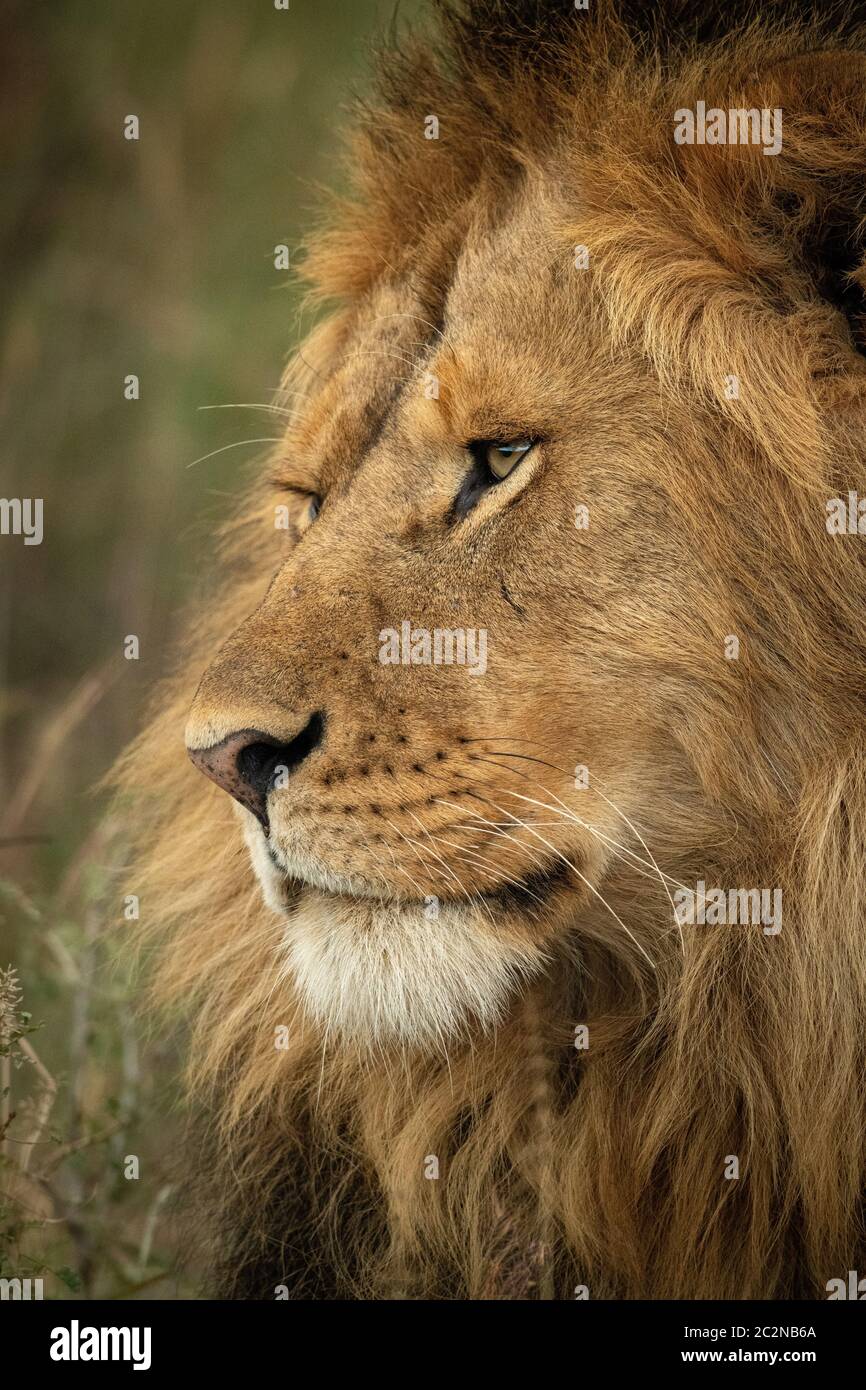 Close-up of male lion face facing left Stock Photo - Alamy