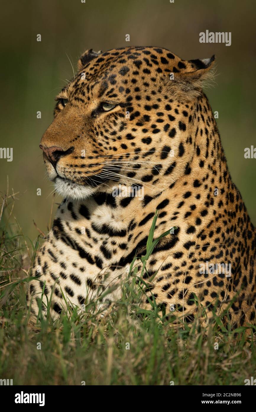 Close up leopard facing hi-res stock photography and images - Alamy