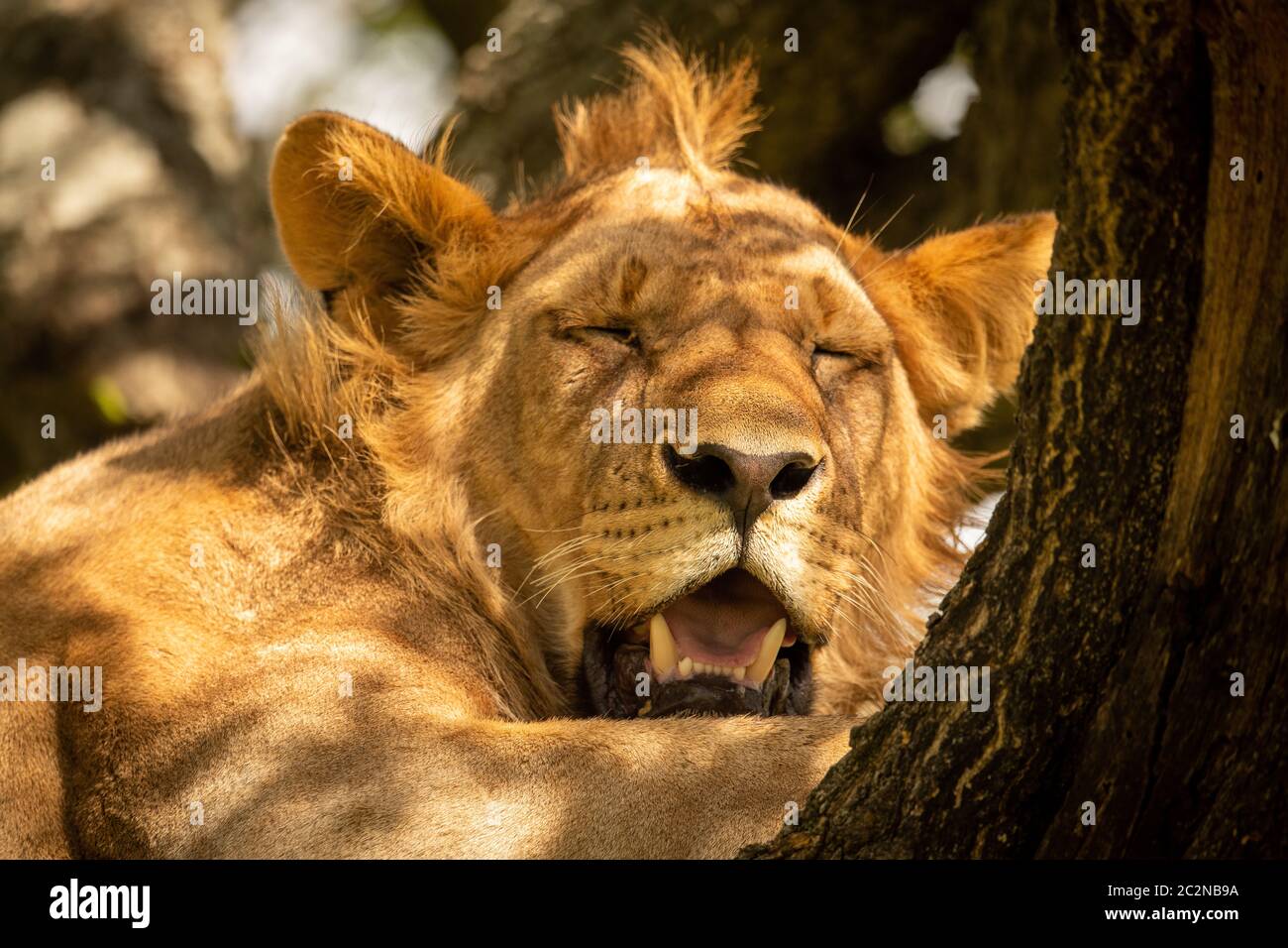 Close-up of male lion sleeping on branch Stock Photo - Alamy