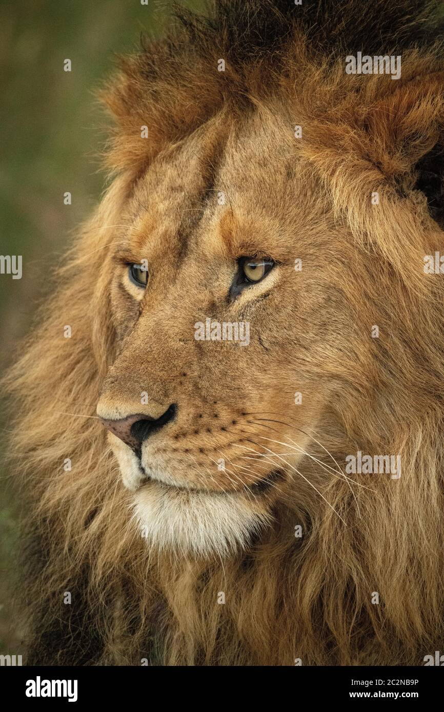 Left facing lion hi-res stock photography and images - Alamy