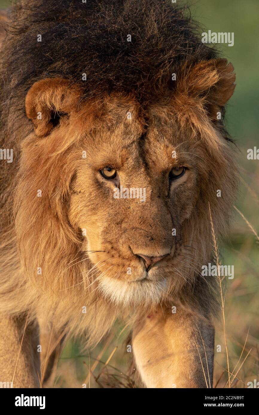 Male lion head hi-res stock photography and images - Alamy