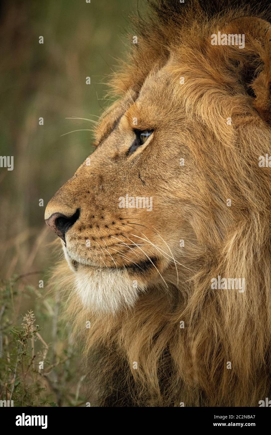 Close-up of male lion head turning left Stock Photo - Alamy