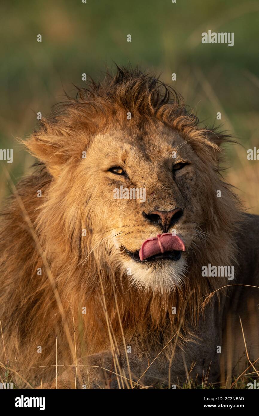 Close-up of male lion lying licking lips Stock Photo - Alamy