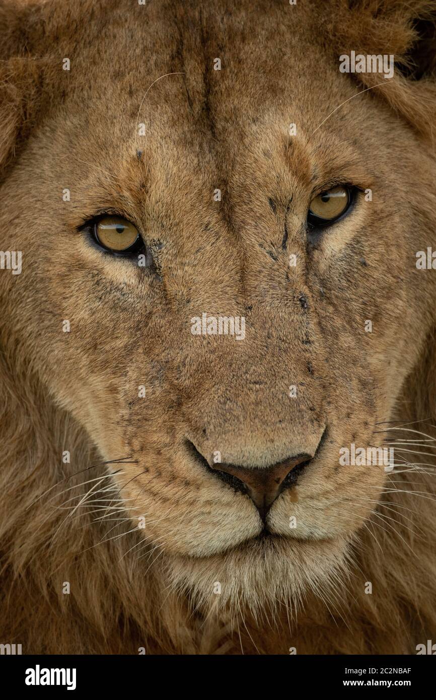 Lion looking at camera hi-res stock photography and images - Alamy