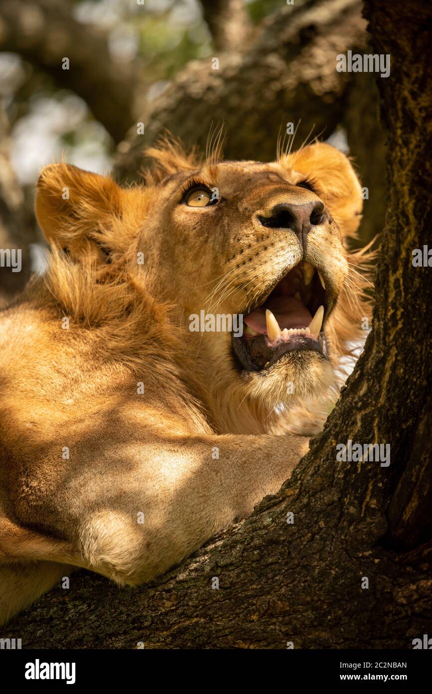 Lion looking up hi-res stock photography and images - Alamy