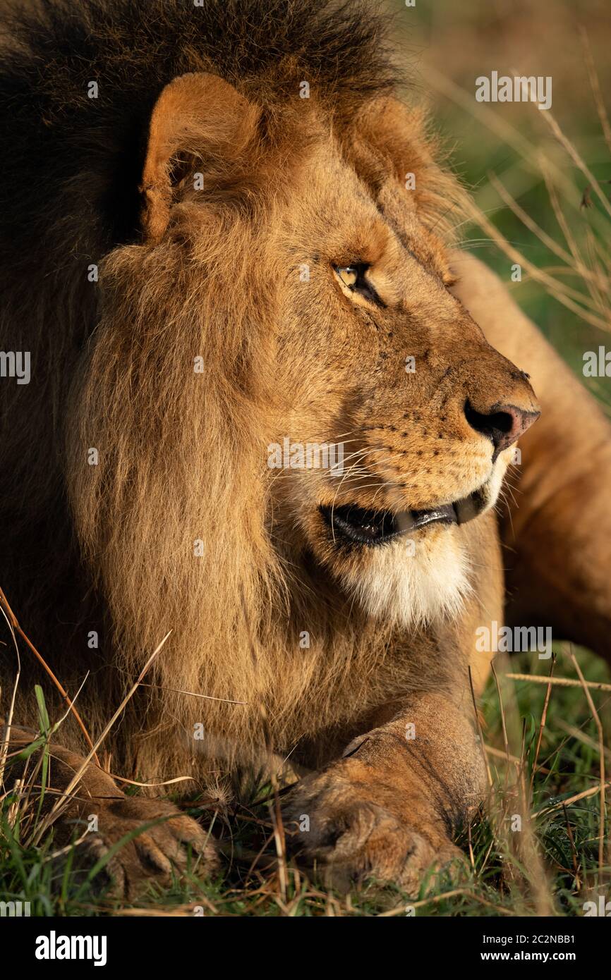 Lion in the sun hi-res stock photography and images - Alamy