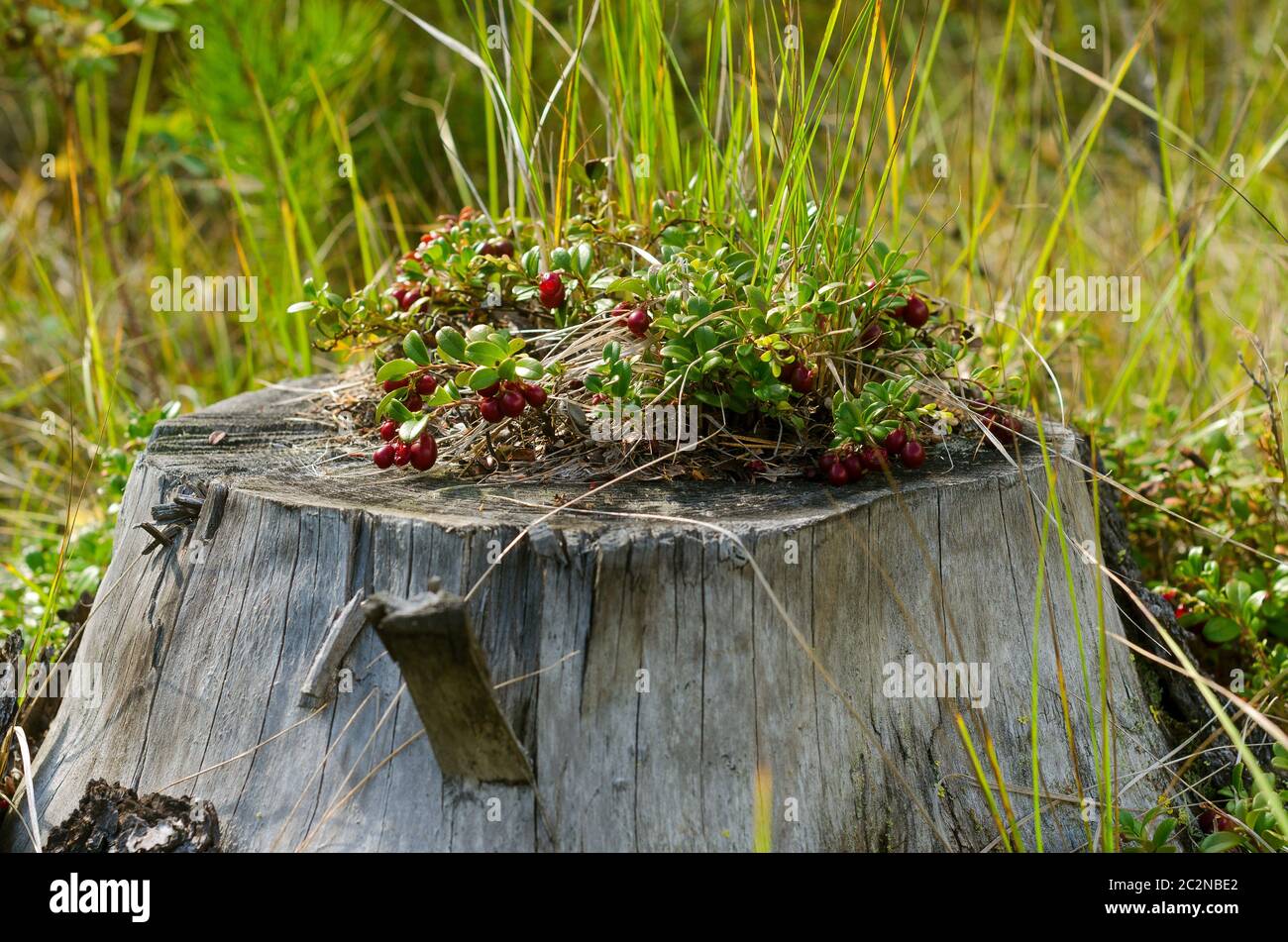 Bushes Northern cranberries grow on the old tree stump in the sun in ...