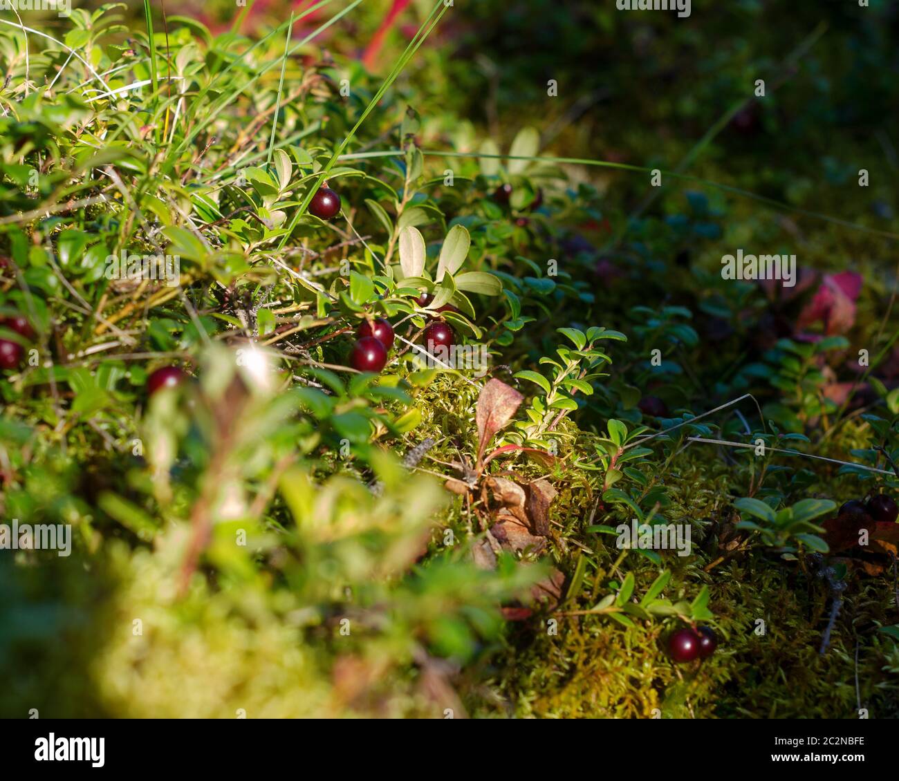Half-lit by sunlight, red cranberries grow on a green hill in the grass ...