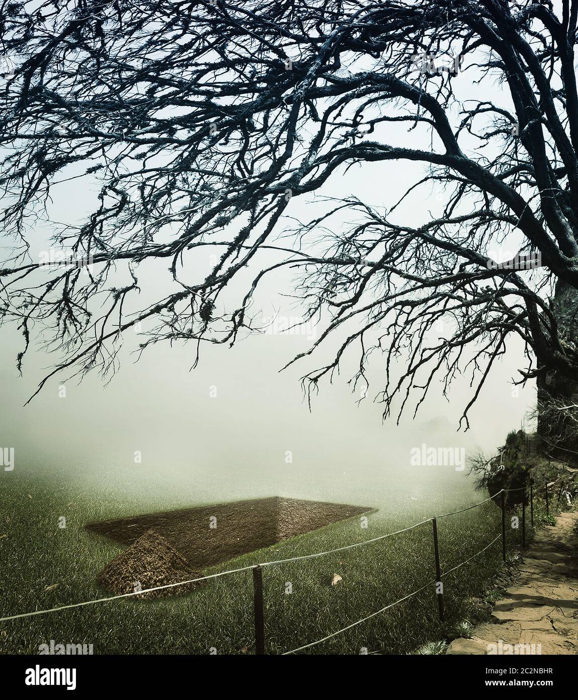 Pit in the forest under the dry tree Stock Photo - Alamy