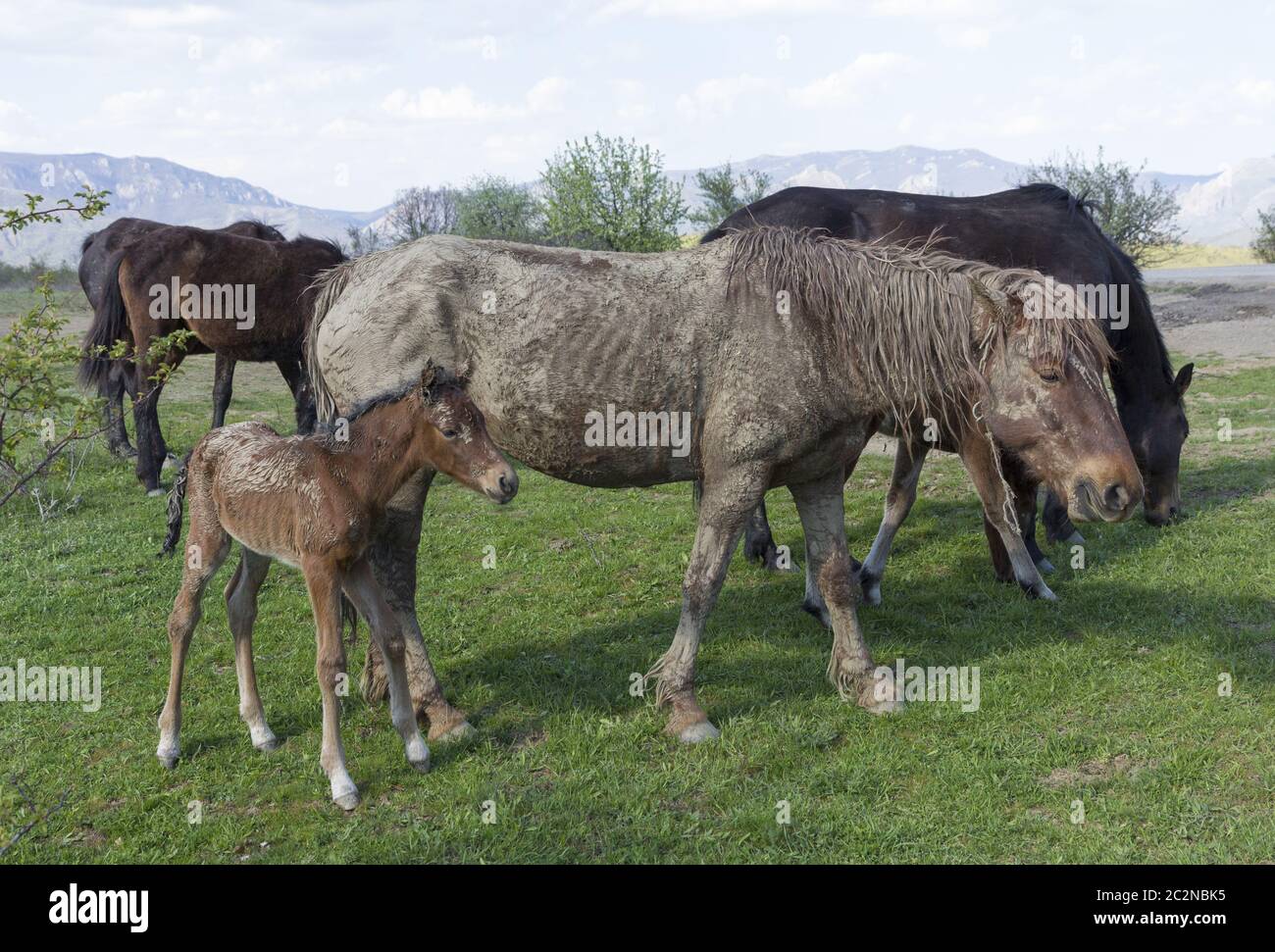 Dirty Horse High Resolution Stock Photography and Images - Alamy
