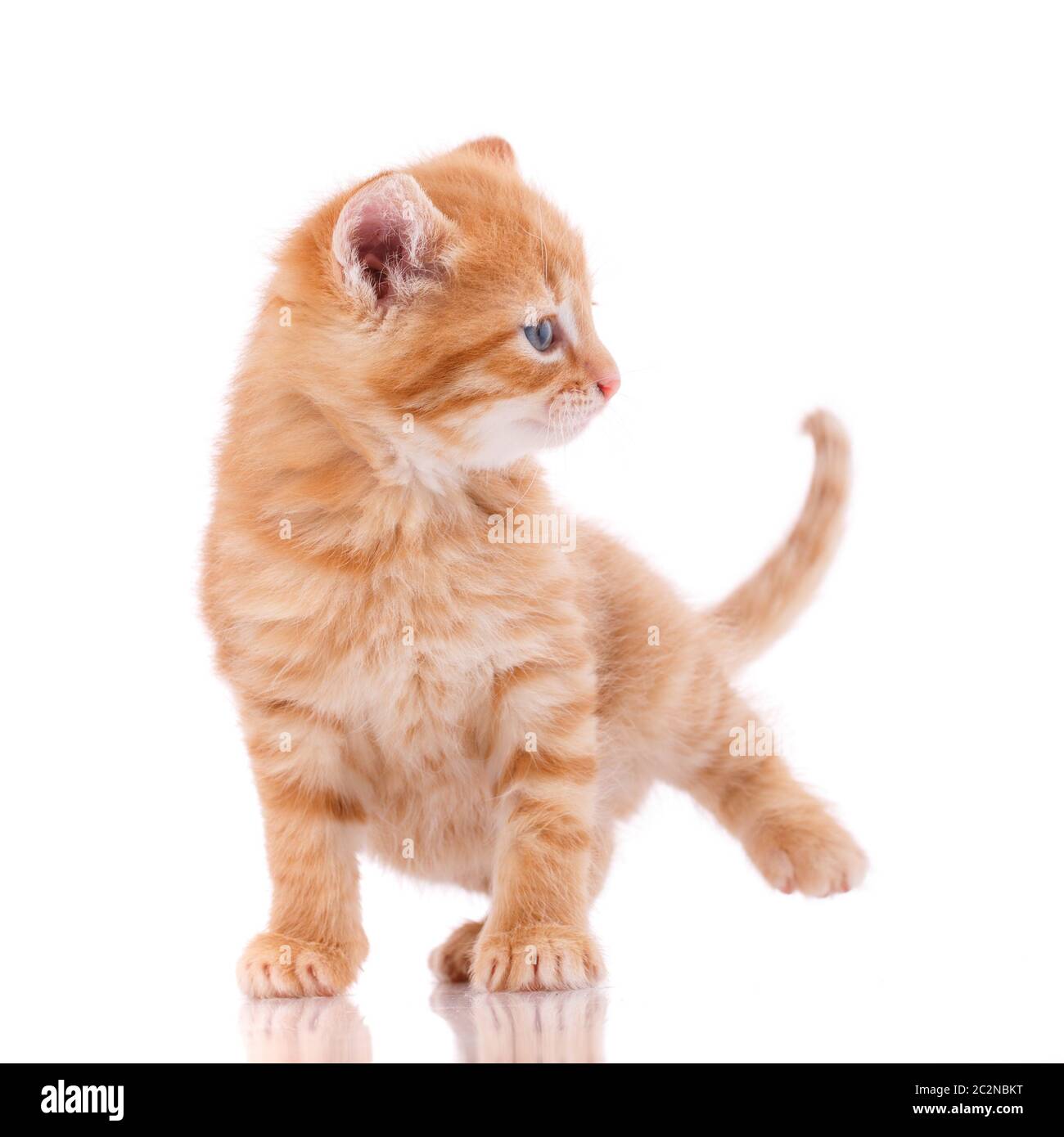 Cat looks sideways hi-res stock photography and images - Alamy