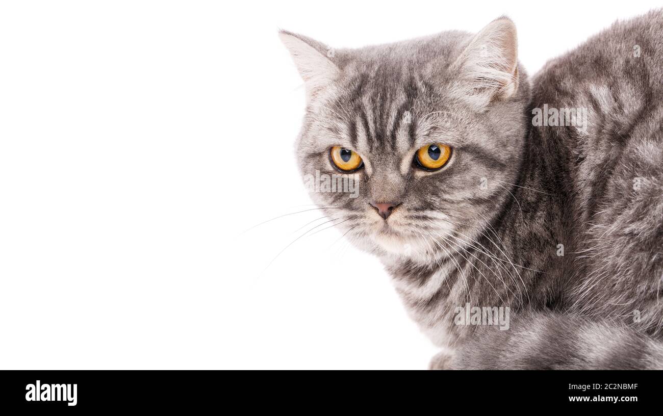 Thoroughbred British straight cat on a white background. Pet. Beautiful ...