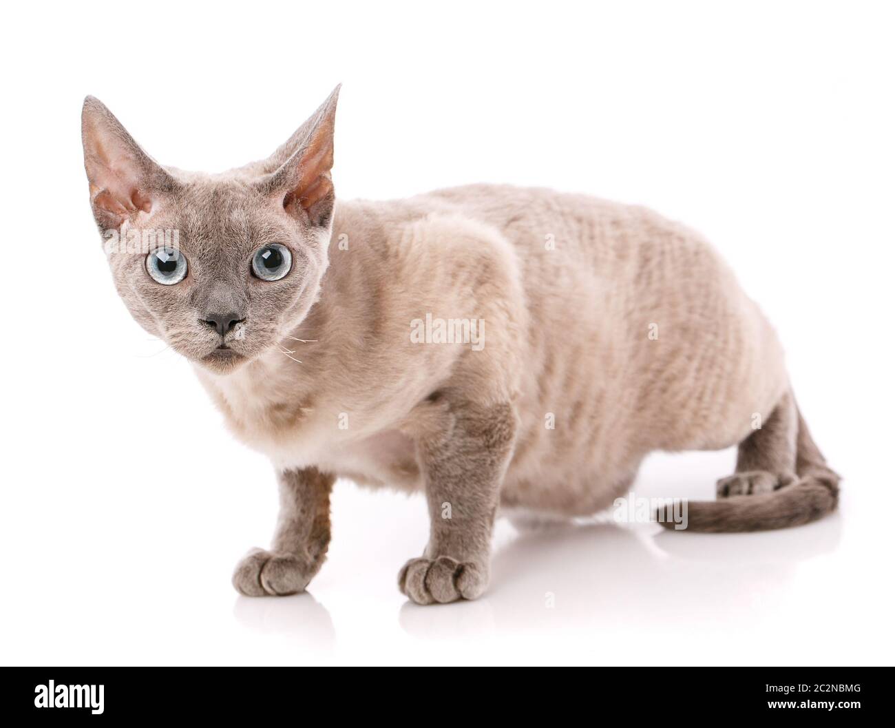 Devon Rex kitten on a white background, studio shoot Stock Photo - Alamy