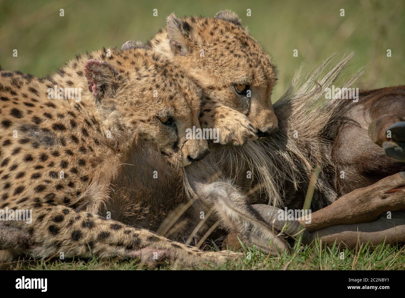 Close-up of two cheetah suffocating blue wildebeest Stock Photo - Alamy