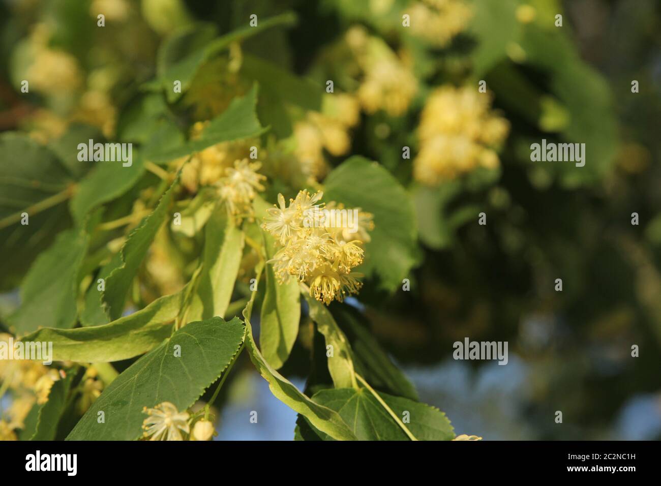 Linden tree in bloom, against a green leave Stock Photo - Alamy