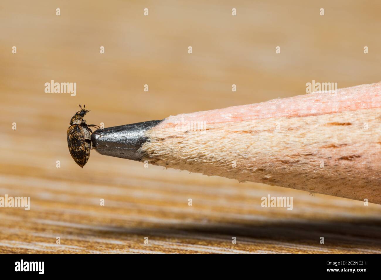 Museum beetle (Anthrenus museorum Stock Photo - Alamy