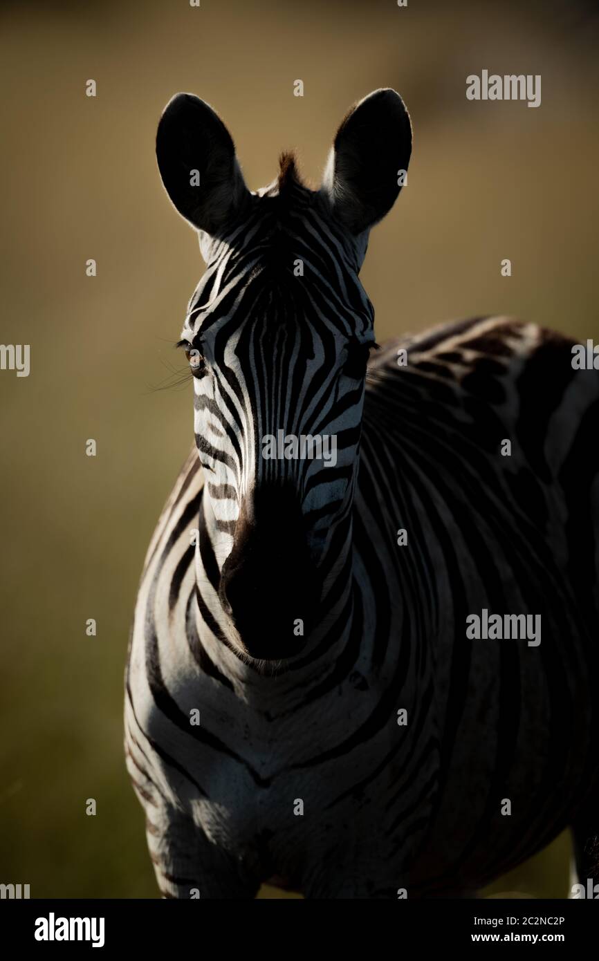 Close-up of plains zebra standing facing camera Stock Photo - Alamy