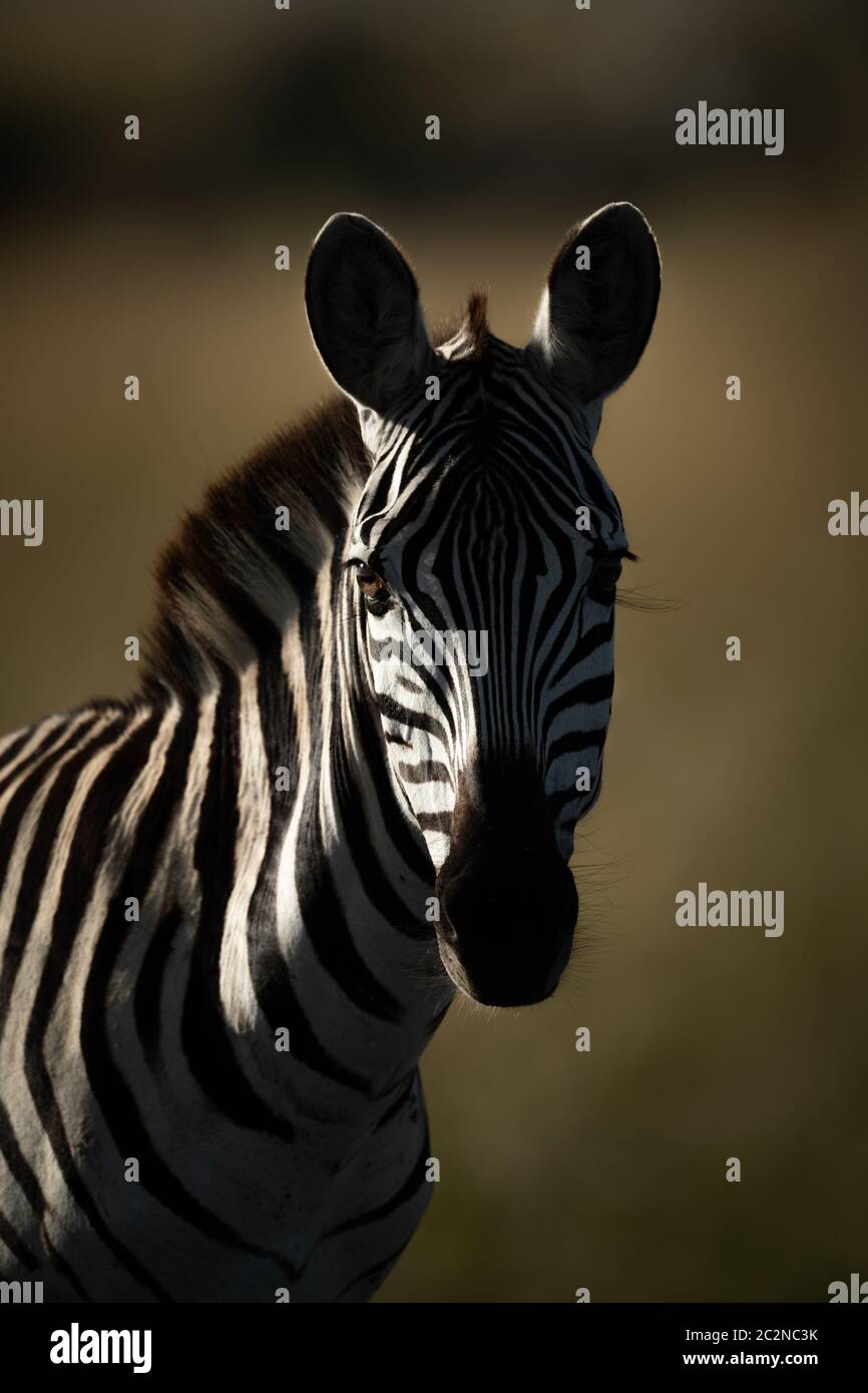 Zebra looking towards camera hi-res stock photography and images - Alamy