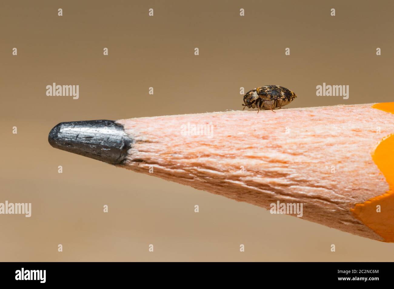 Museum beetle (Anthrenus museorum Stock Photo - Alamy