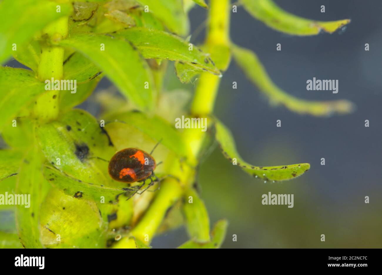 Red water mite (Hydrachnidia Stock Photo - Alamy