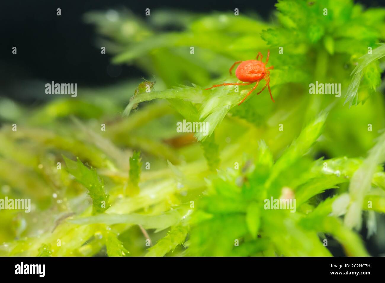 Water mite hi-res stock photography and images - Alamy