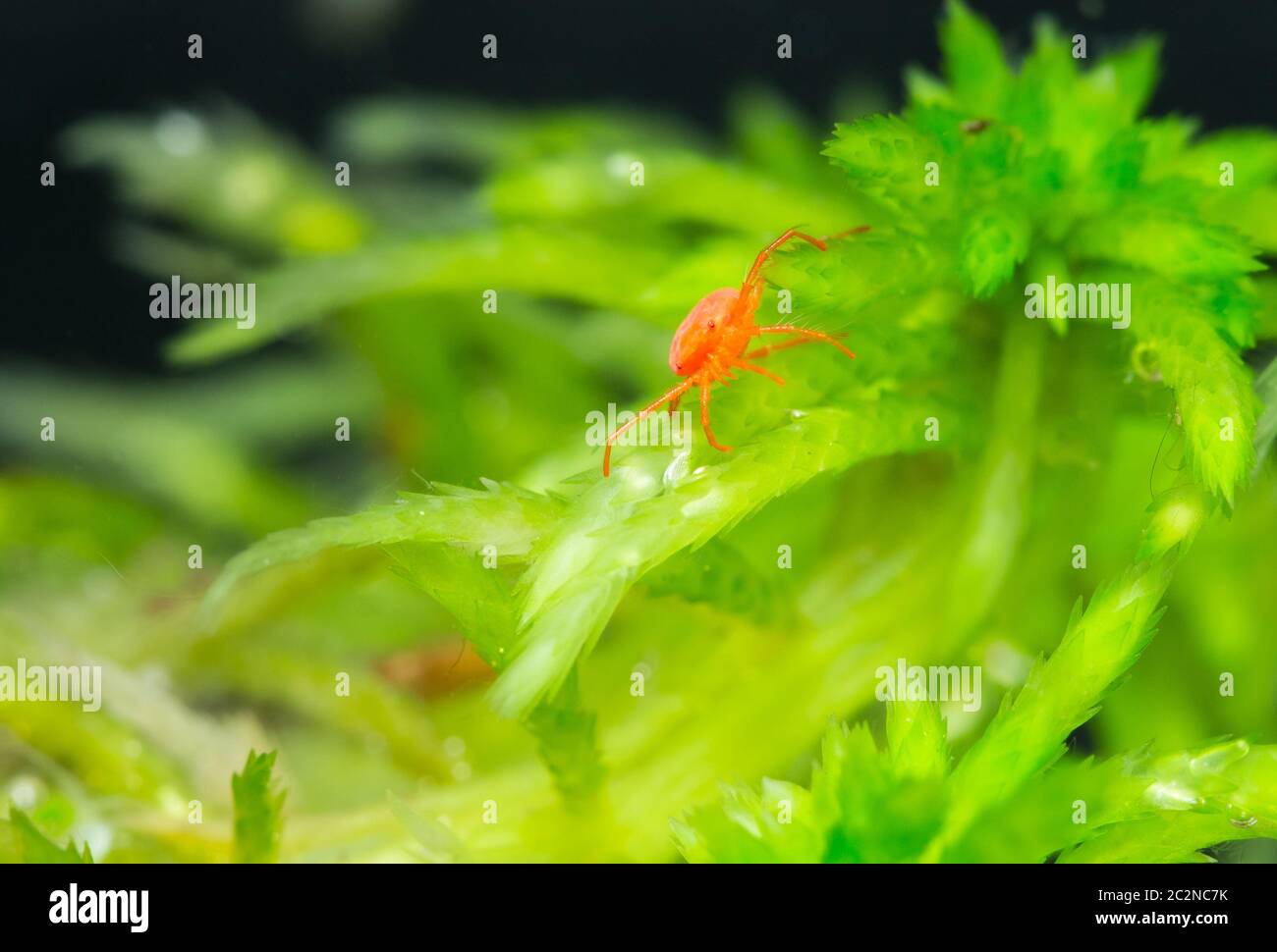 Red water mite (Hydrachnidia Stock Photo - Alamy
