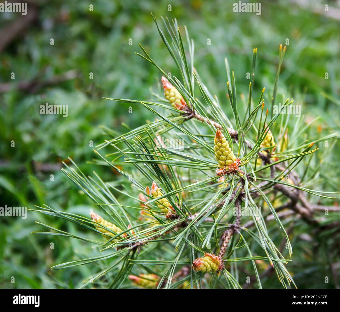 Small cones hi-res stock photography and images - Alamy