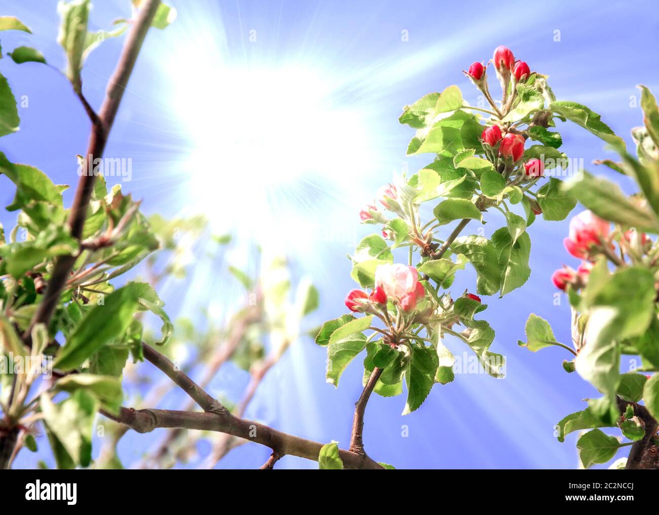 Detail blooming apple tree hi-res stock photography and images - Alamy