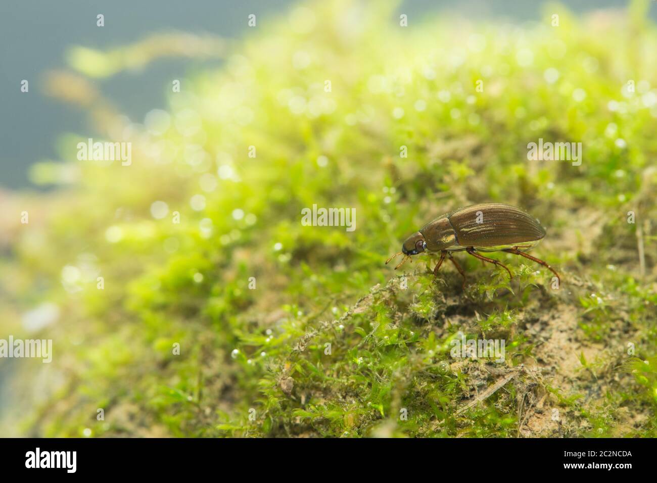 Water scavenger beetle (Hydrobius fuscipes Stock Photo - Alamy