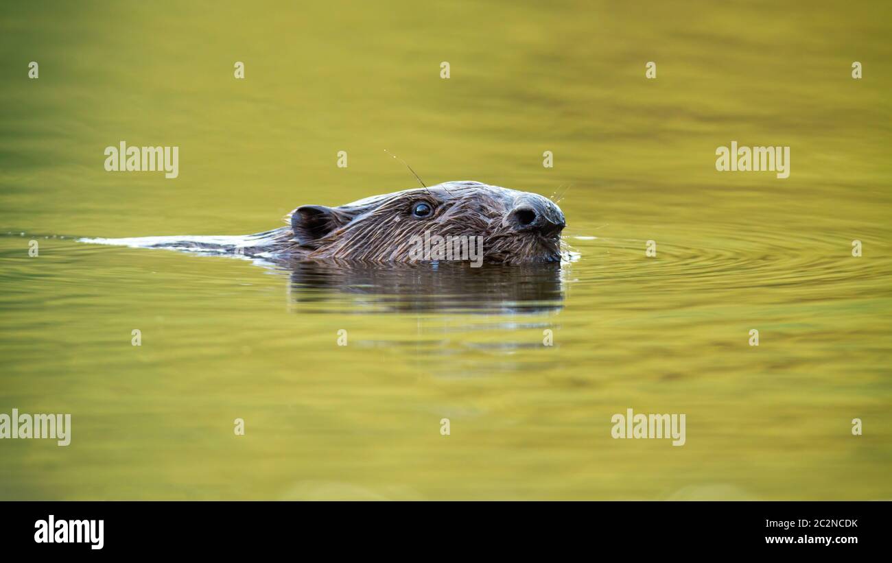 A wet eurasian beaver, castor fiber, submerged in the water up to his ...