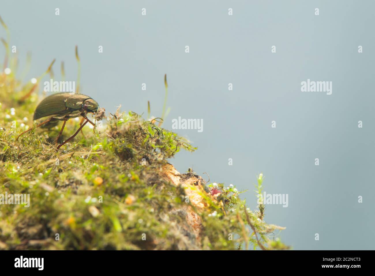 Water scavenger beetle (Hydrobius fuscipes Stock Photo - Alamy