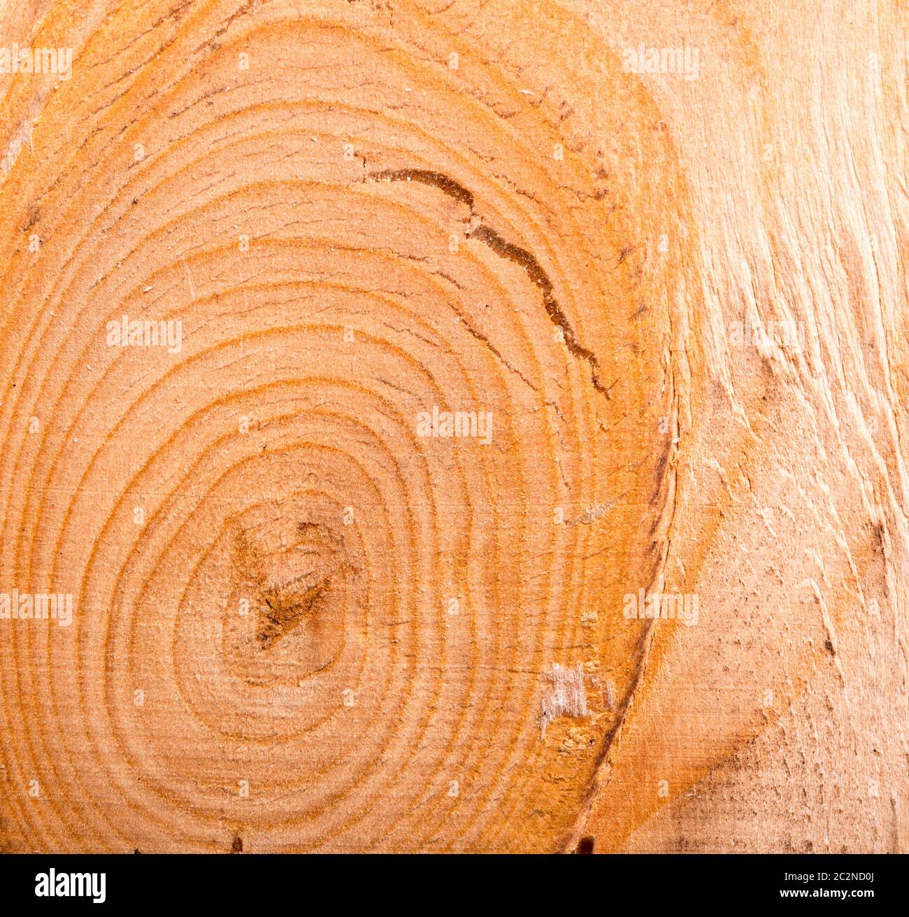 Closeup of golden wood knag Stock Photo - Alamy