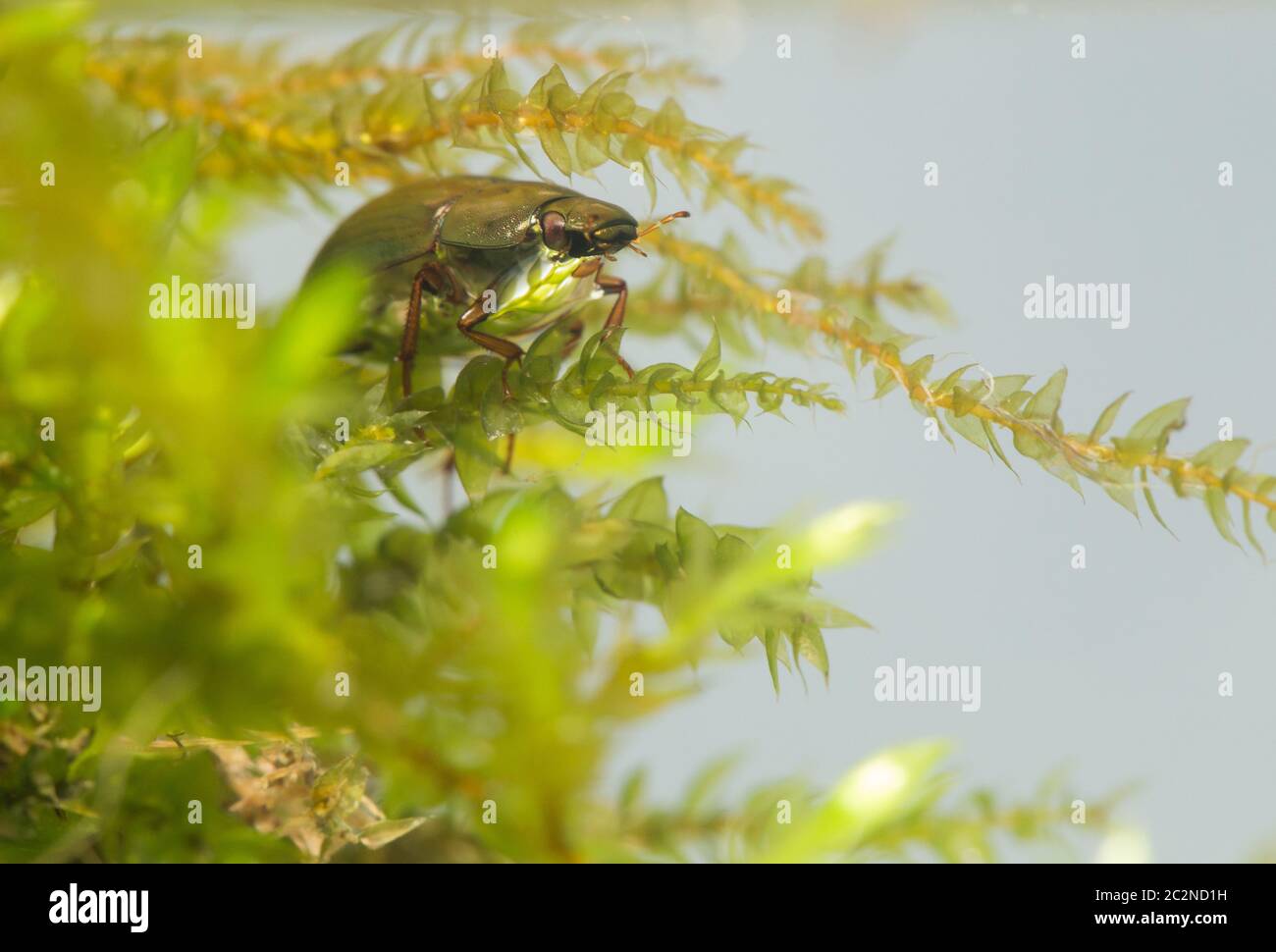 Water scavenger beetle (Hydrobius fuscipes Stock Photo - Alamy