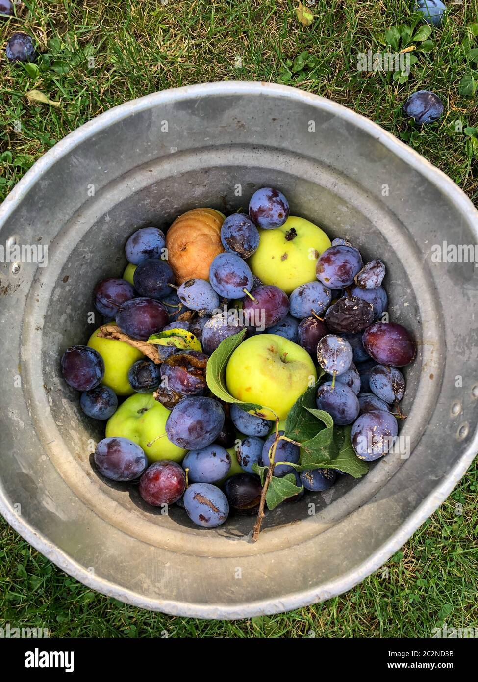 Apples and plums as waste in a bucket in garden Stock Photo - Alamy