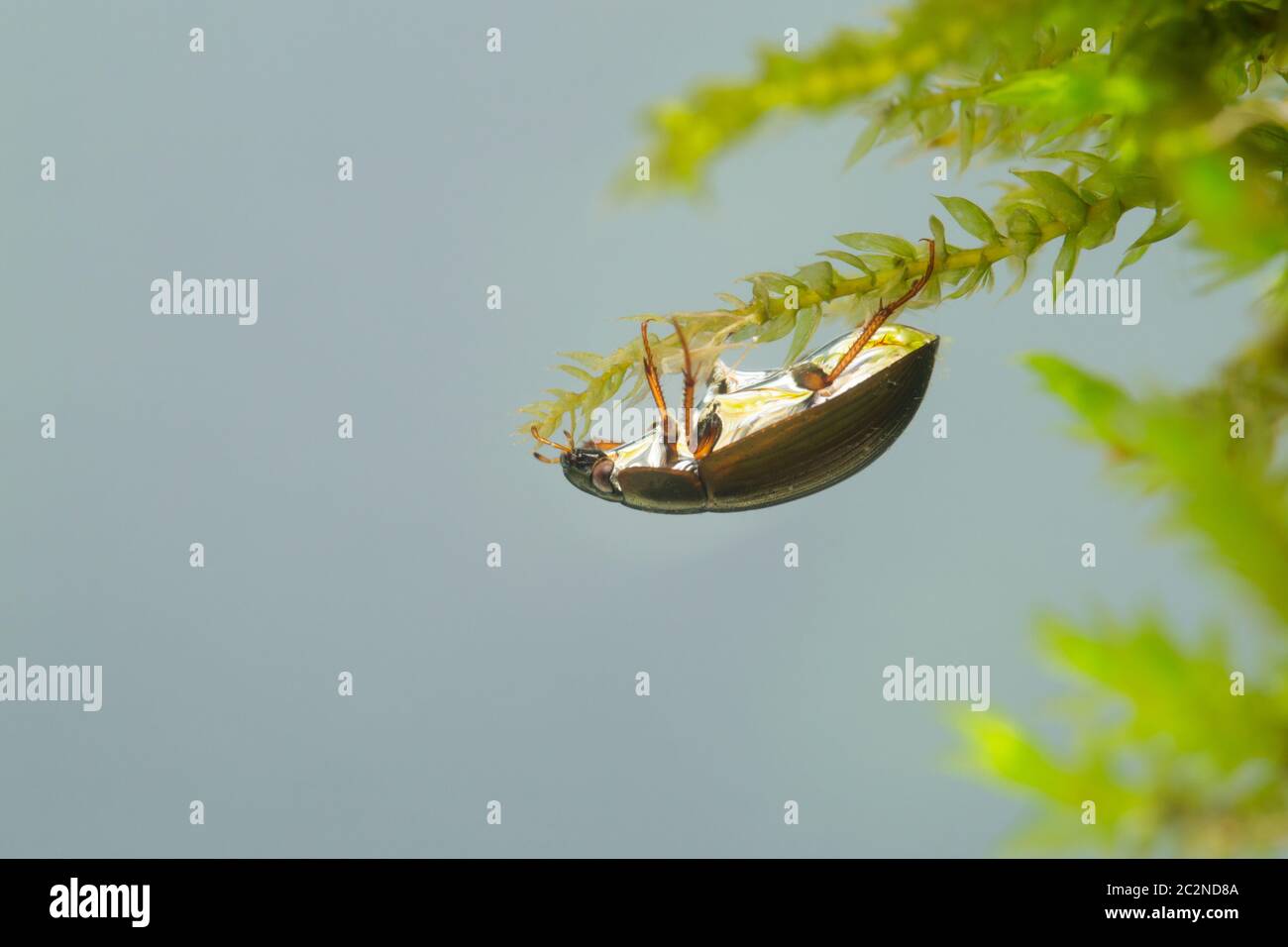 Water scavenger beetle (Hydrobius fuscipes Stock Photo - Alamy