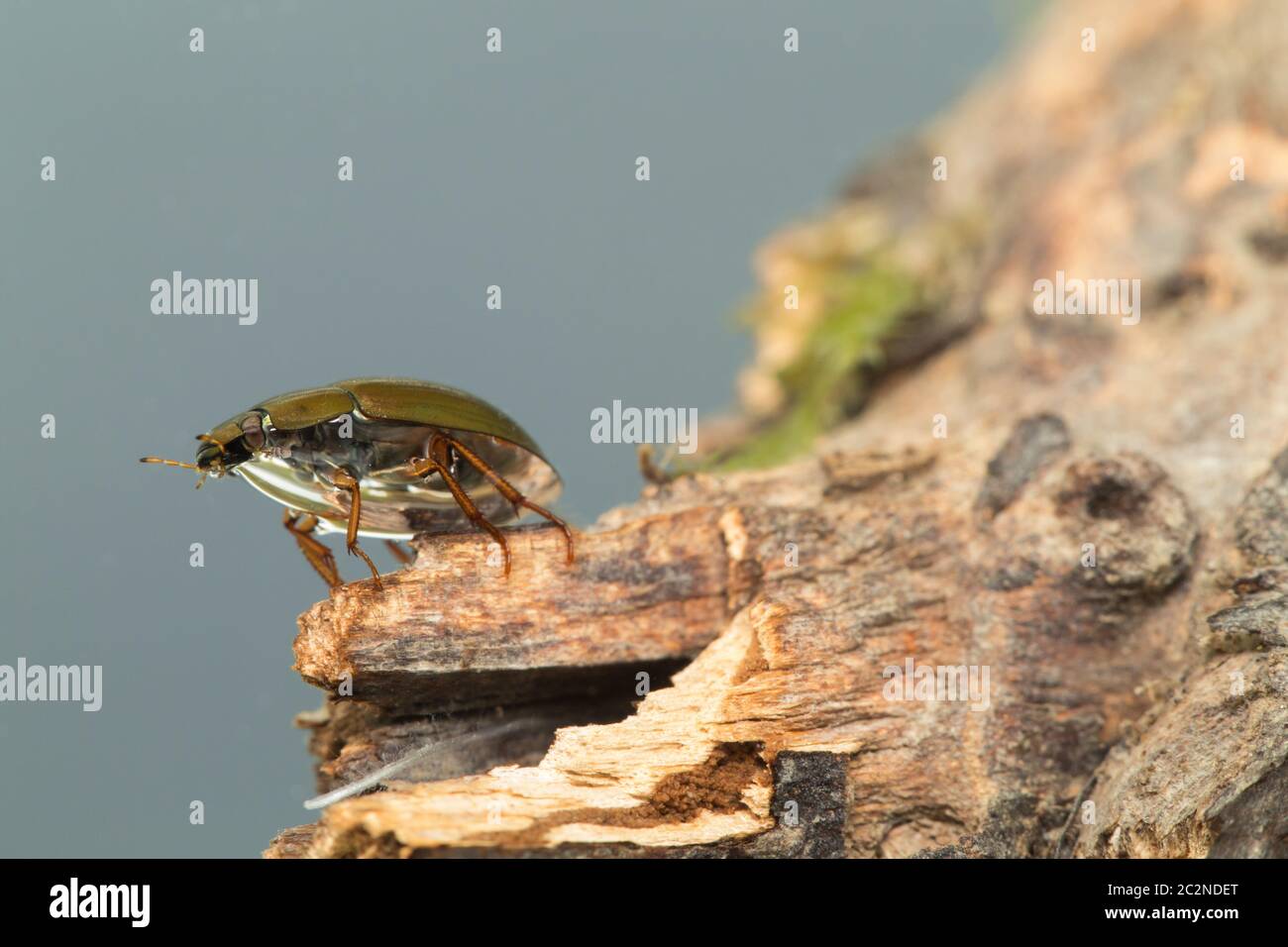 Water scavenger beetle (Hydrobius fuscipes Stock Photo - Alamy