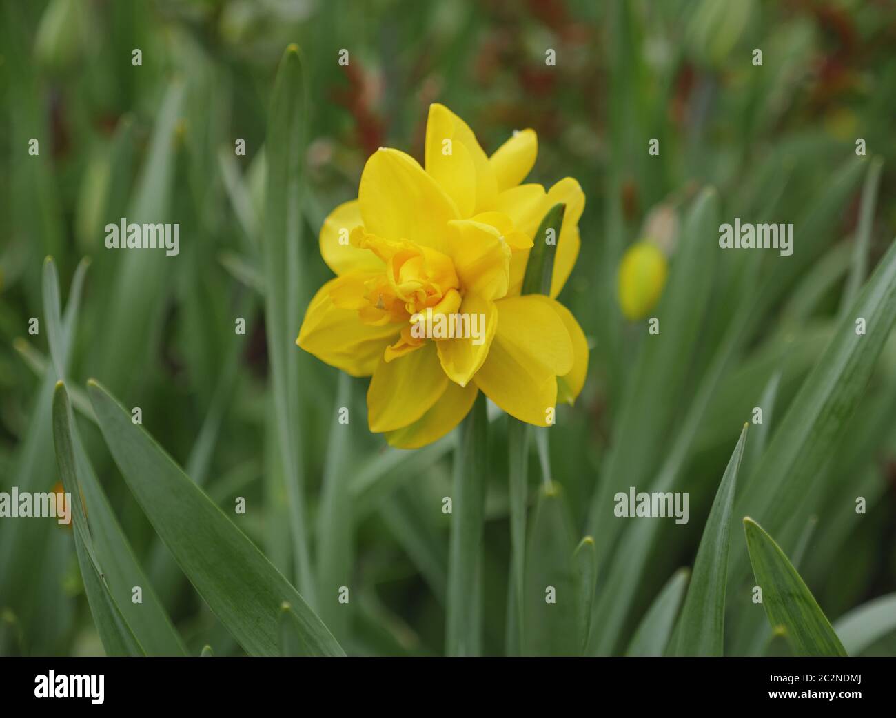 Daffodil leaves hi-res stock photography and images - Alamy