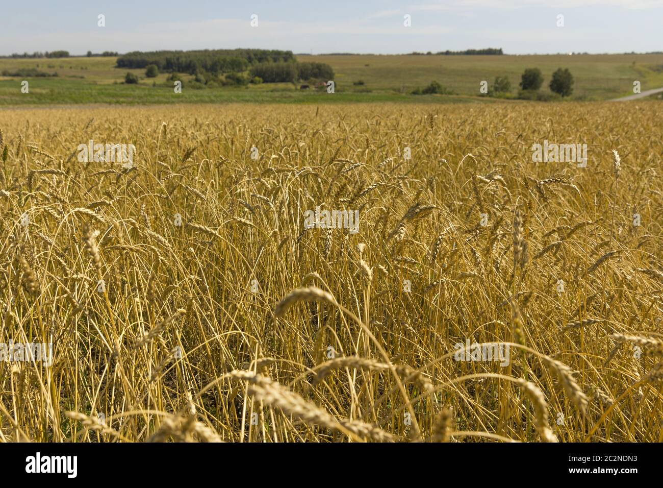 Yellow grain ready for harvest growing in a farm field Stock Photo - Alamy