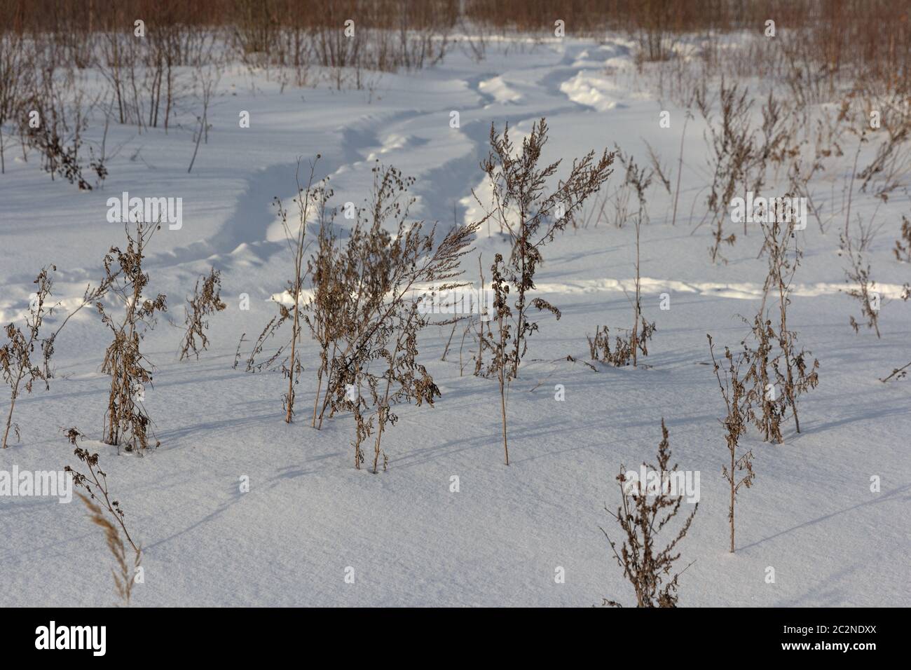 Branches in winter dried hi-res stock photography and images - Alamy